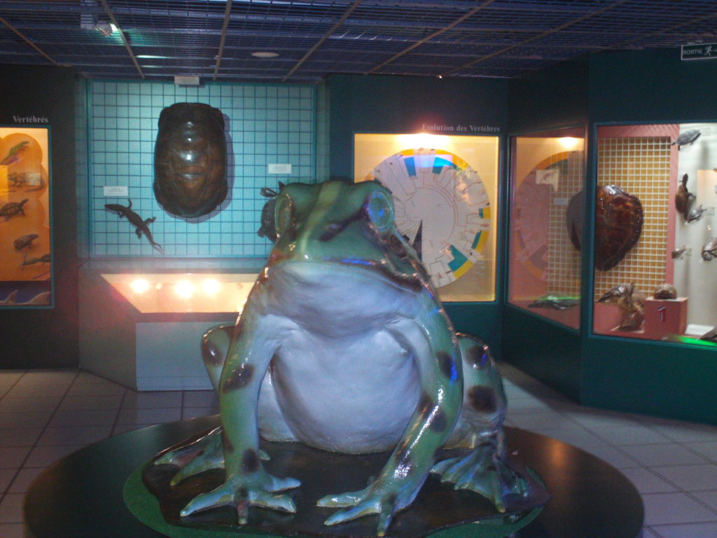 Le Muséum d’Orléans prépare la 1ère réunion des FROGs – FROG ...